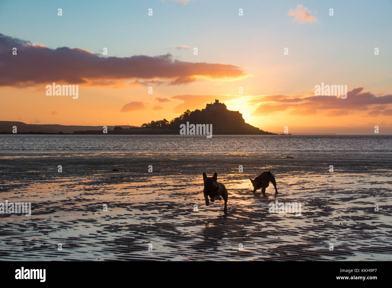 French bulldogs out for the early morning walk at sunrise at Longrock ...