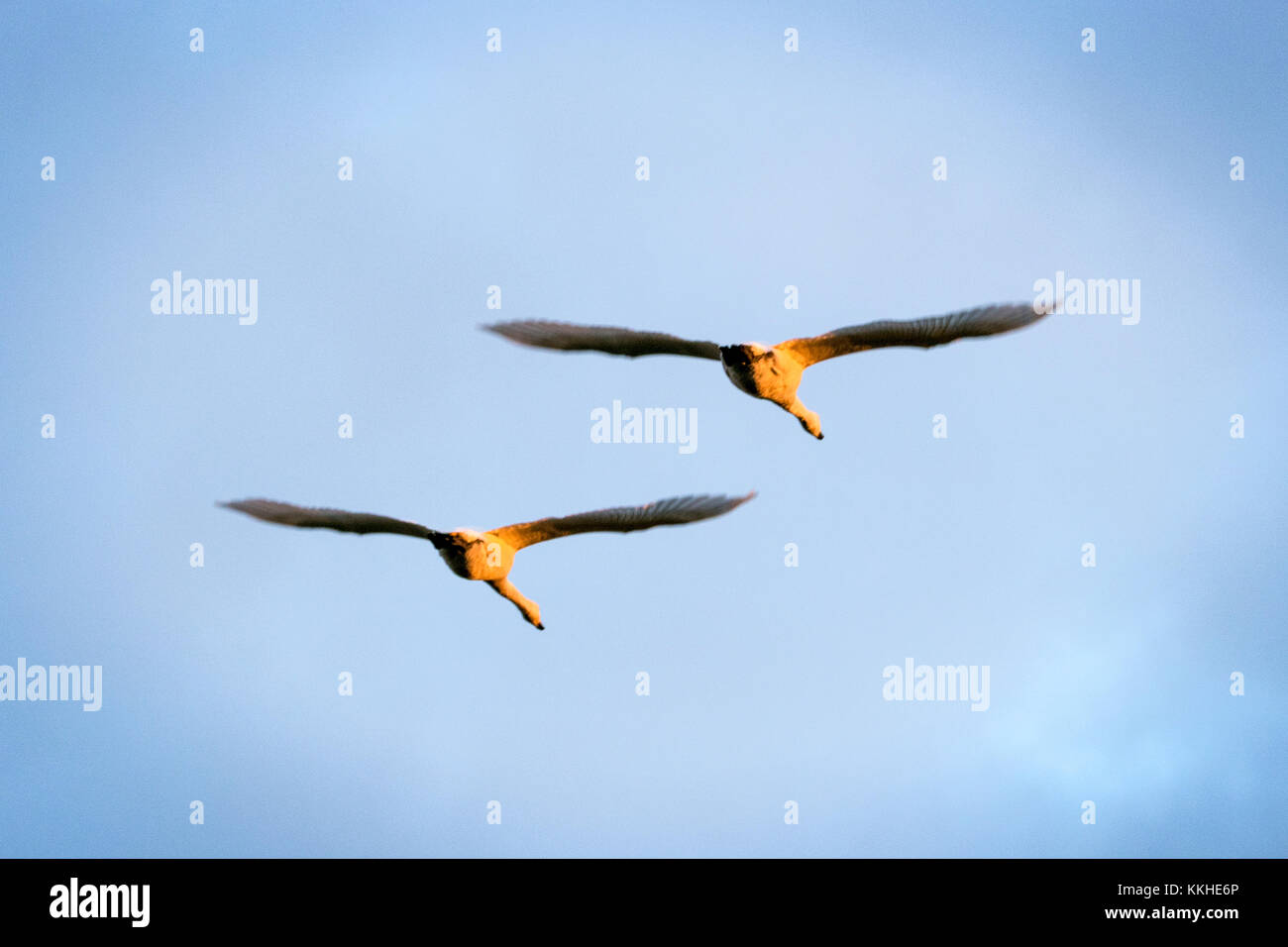 Burscough, Lancashire. RSPB Winter Feeding. 1st December 2017. Two ...