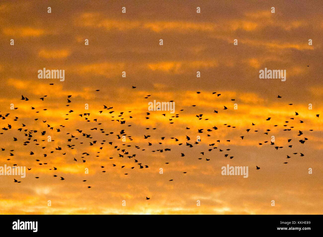 flock fly animal starling flight swarm bird dusk murmuration blackpool ...
