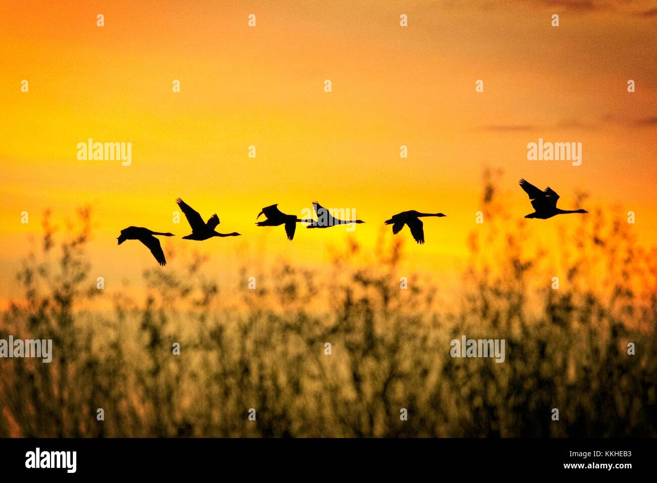 bird flying goose Canada goose waterfowl geese fowl wings wildfowl ...