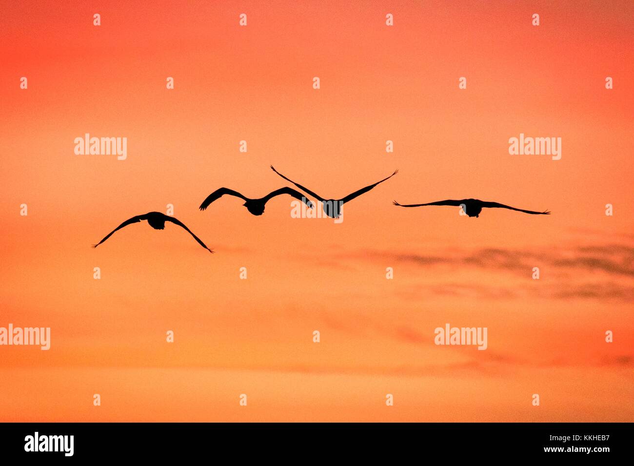 bird flying goose Canada goose waterfowl geese fowl wings wildfowl ...