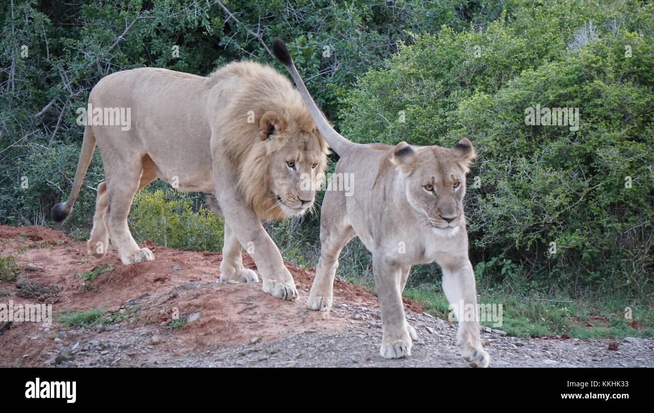 Male And Female Lion Affection