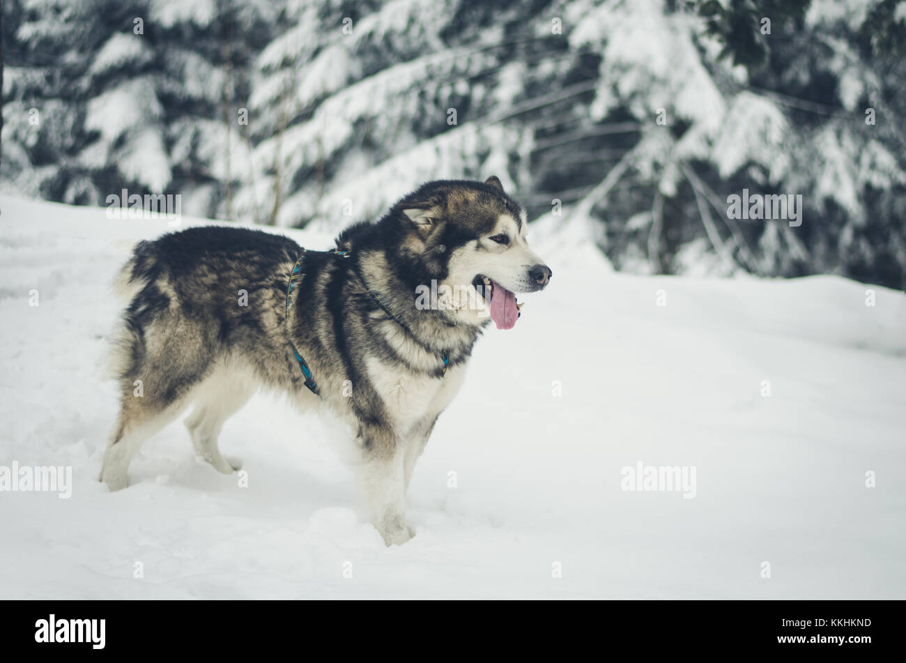 lovely beautiful dog in snowy forest Stock Photo - Alamy