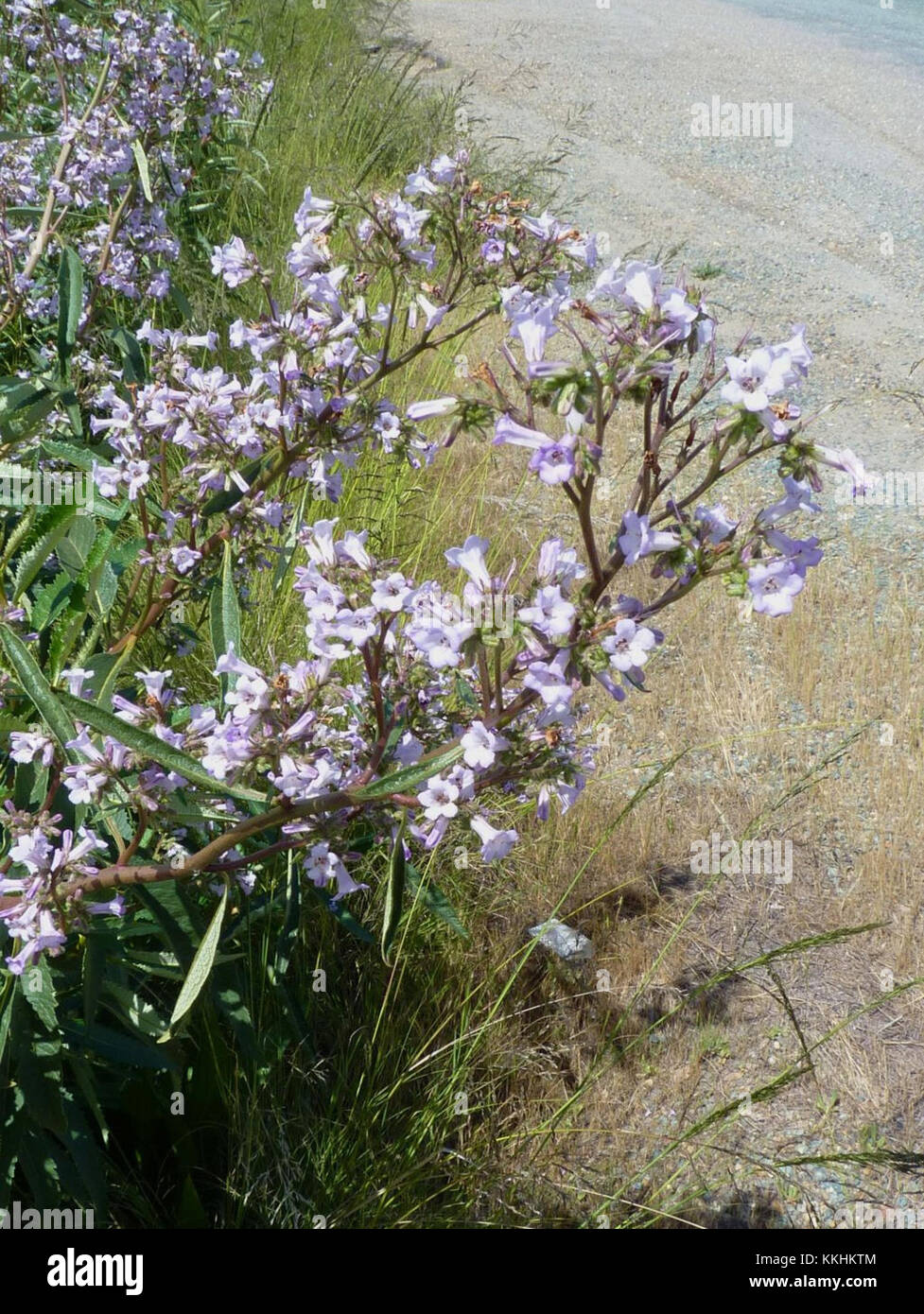Eriodictyon californicum, also known as California yerba santa, is a ...