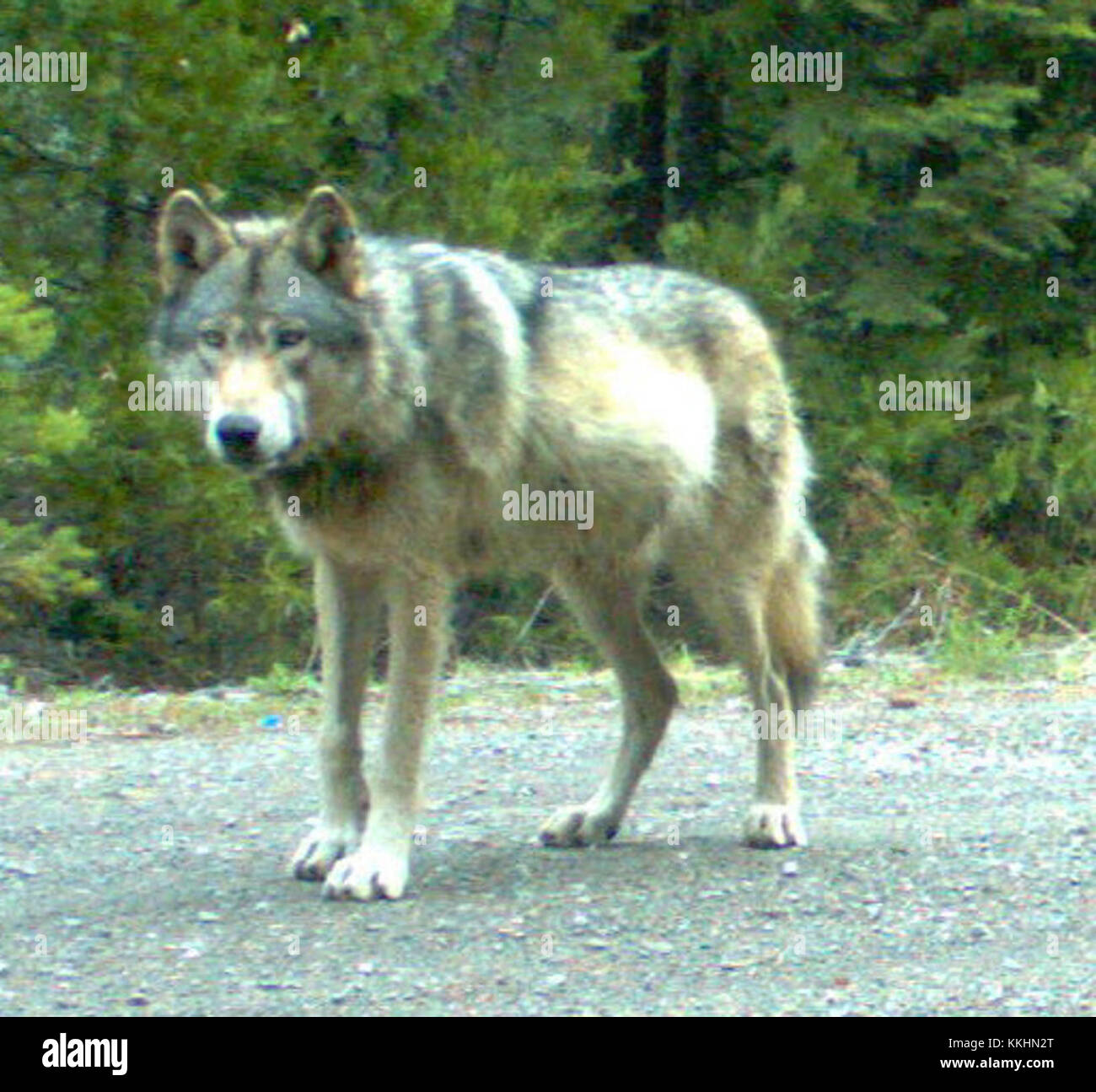 OR-7, also known as Journey, is a gray wolf that was tracked in the ...