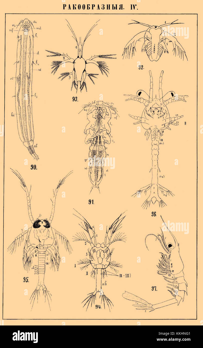 Class of arthropods hi-res stock photography and images - Alamy