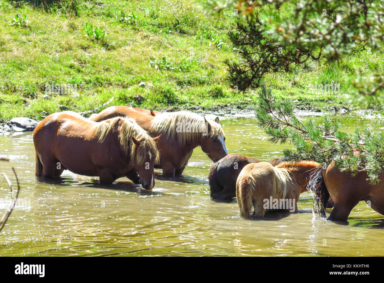Wild horses in Aran valley in the Catalan Pyrenees, Spain Stock Photo ...