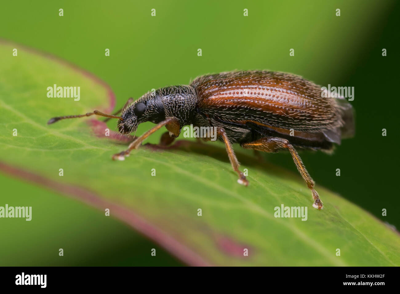 Oblongus hi-res stock photography and images - Alamy