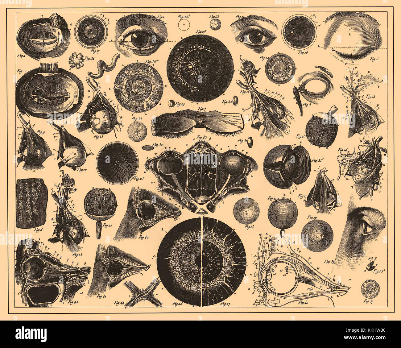 An illustration from the 1851 'Iconographic Encyclopedia of Science ...