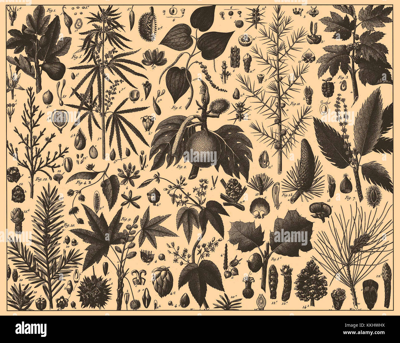 The 'Iconographic Encyclopedia of Science, Literature and Art' is a ...