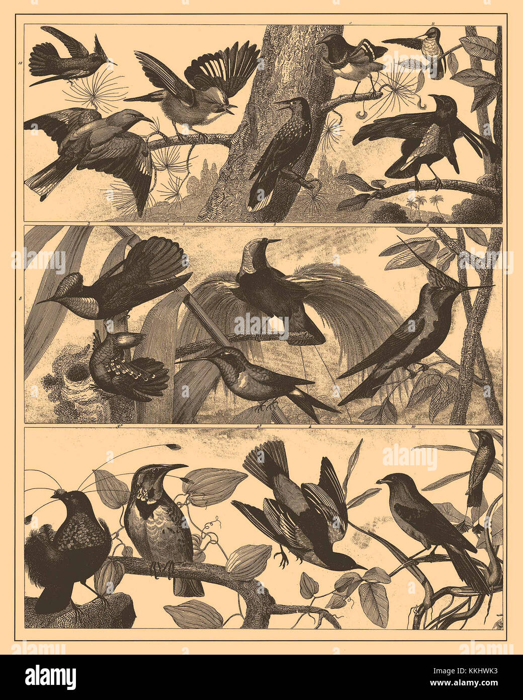 The Iconographic Encyclopedia of Science, Literature, and Art is a ...