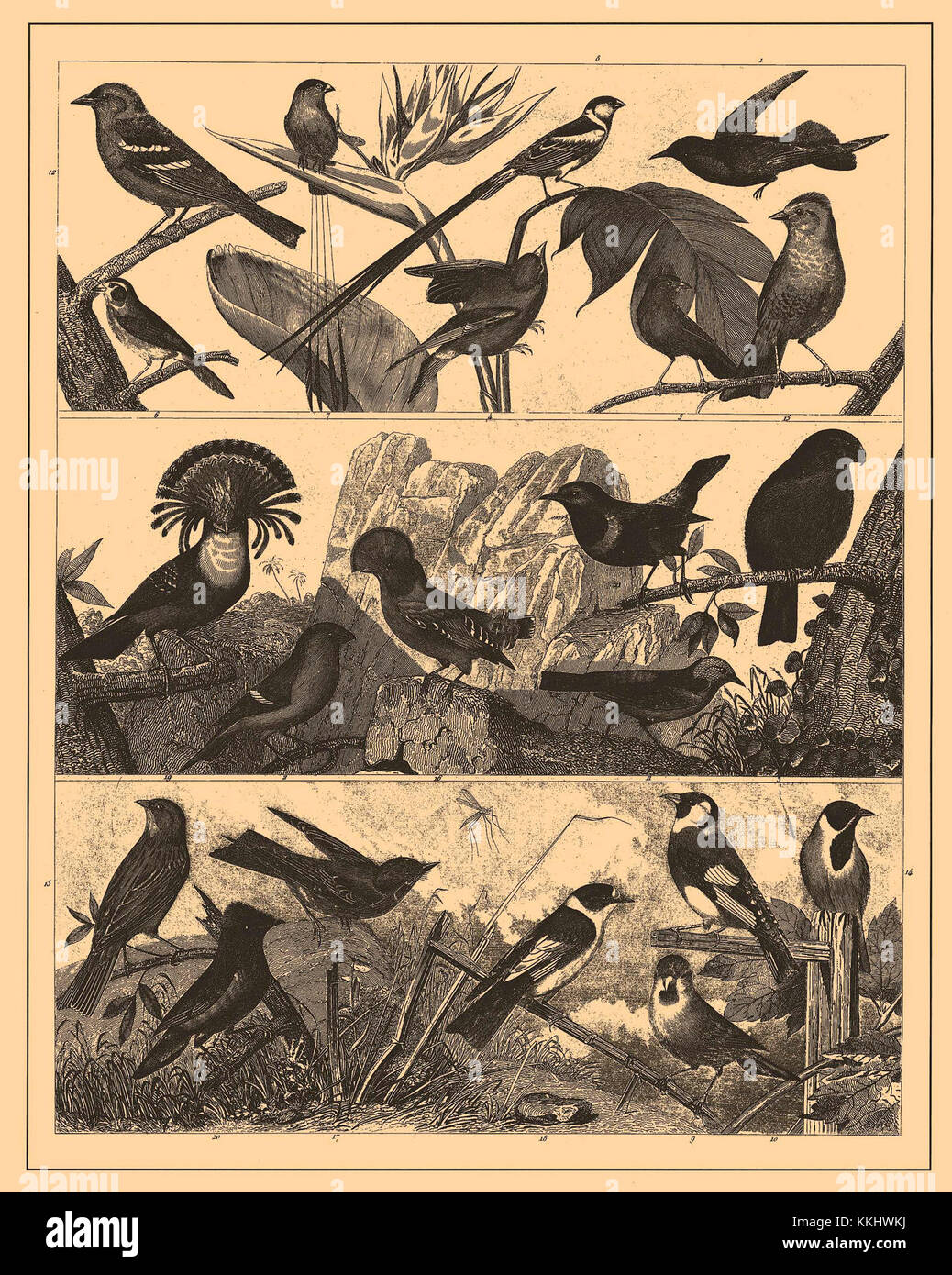 The Iconographic Encyclopedia of Science, Literature, and Art is a ...