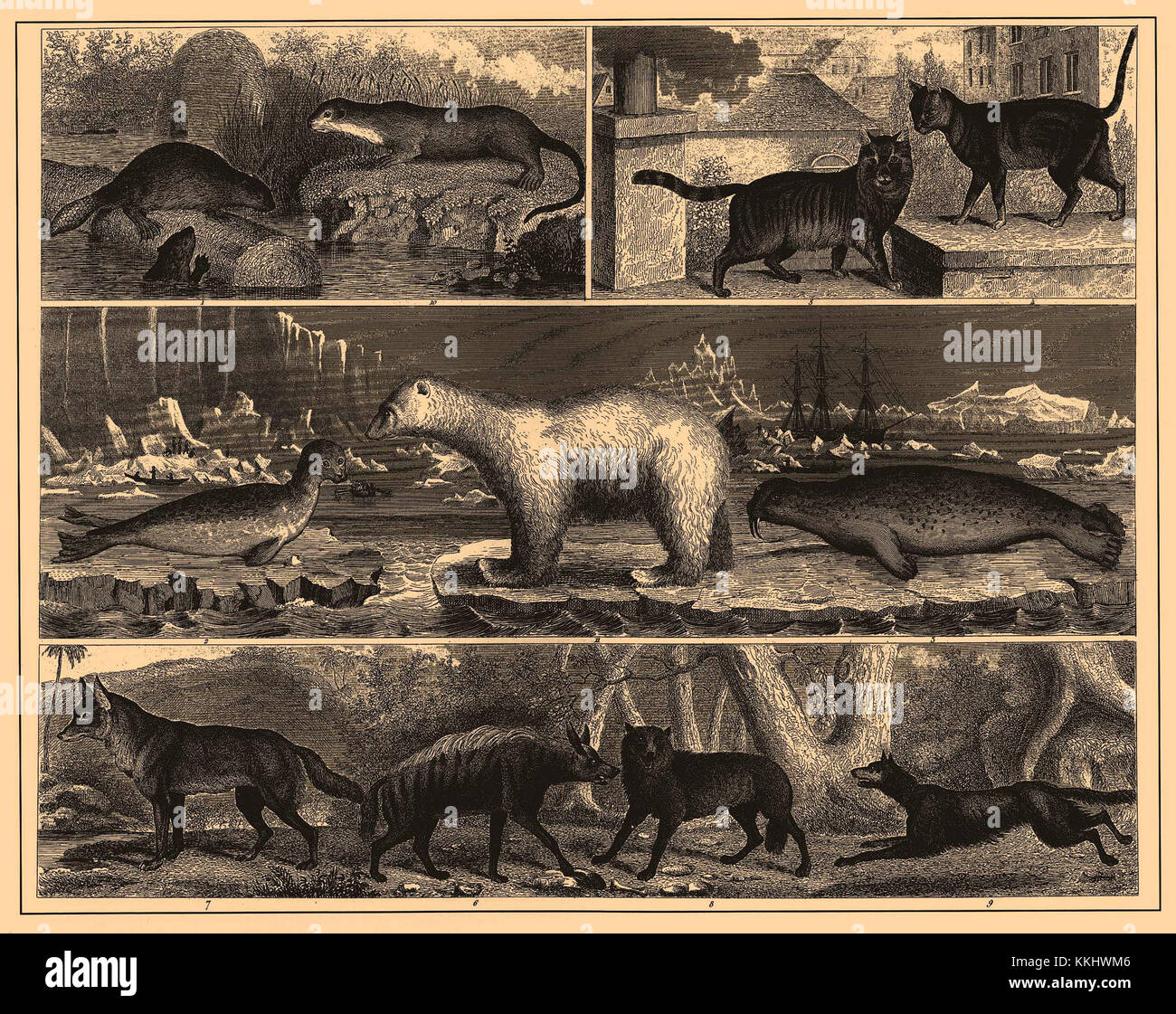 Antique science art hi-res stock photography and images - Alamy