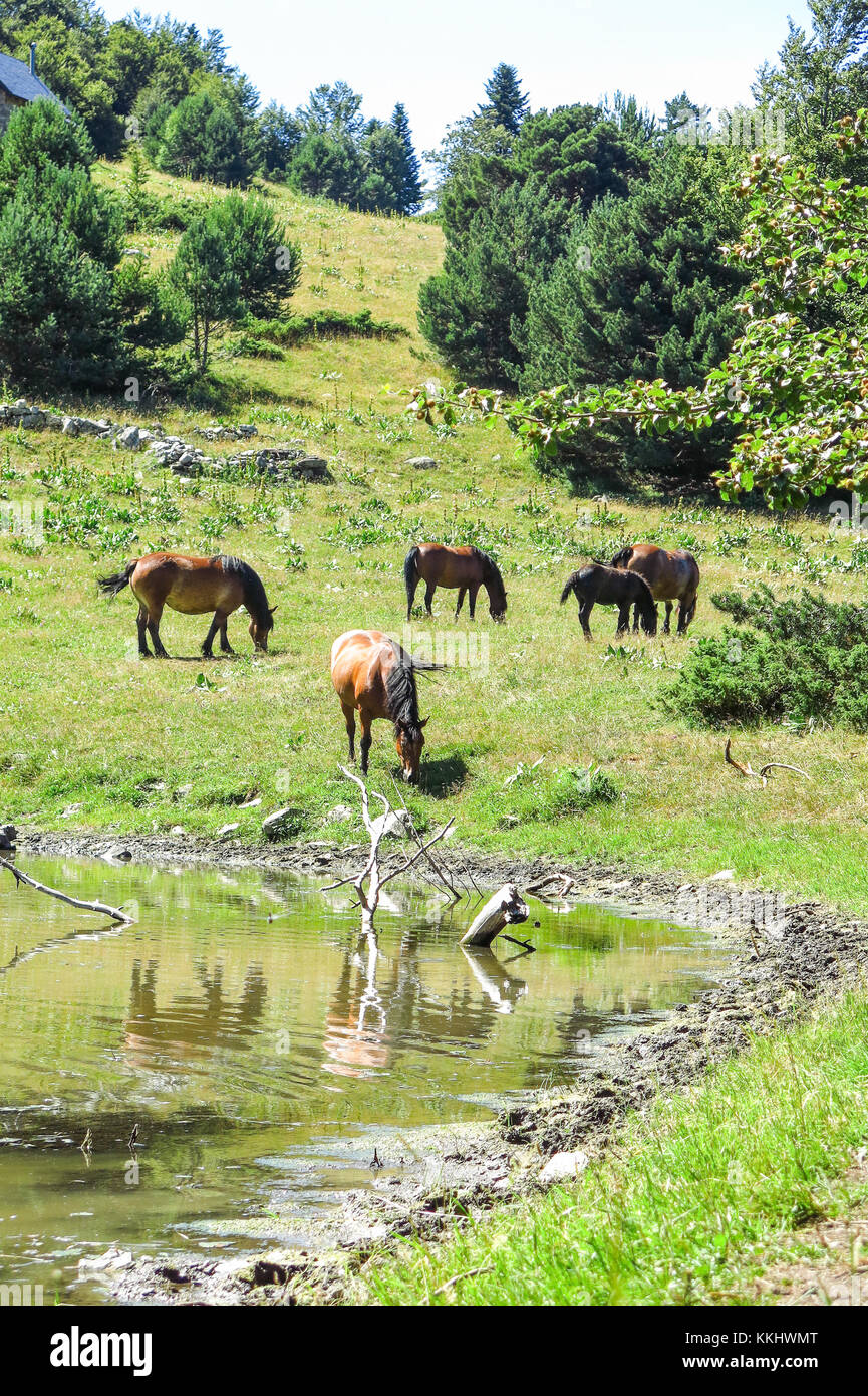 Wild horses in Aran valley in the Catalan Pyrenees, Spain Stock Photo ...