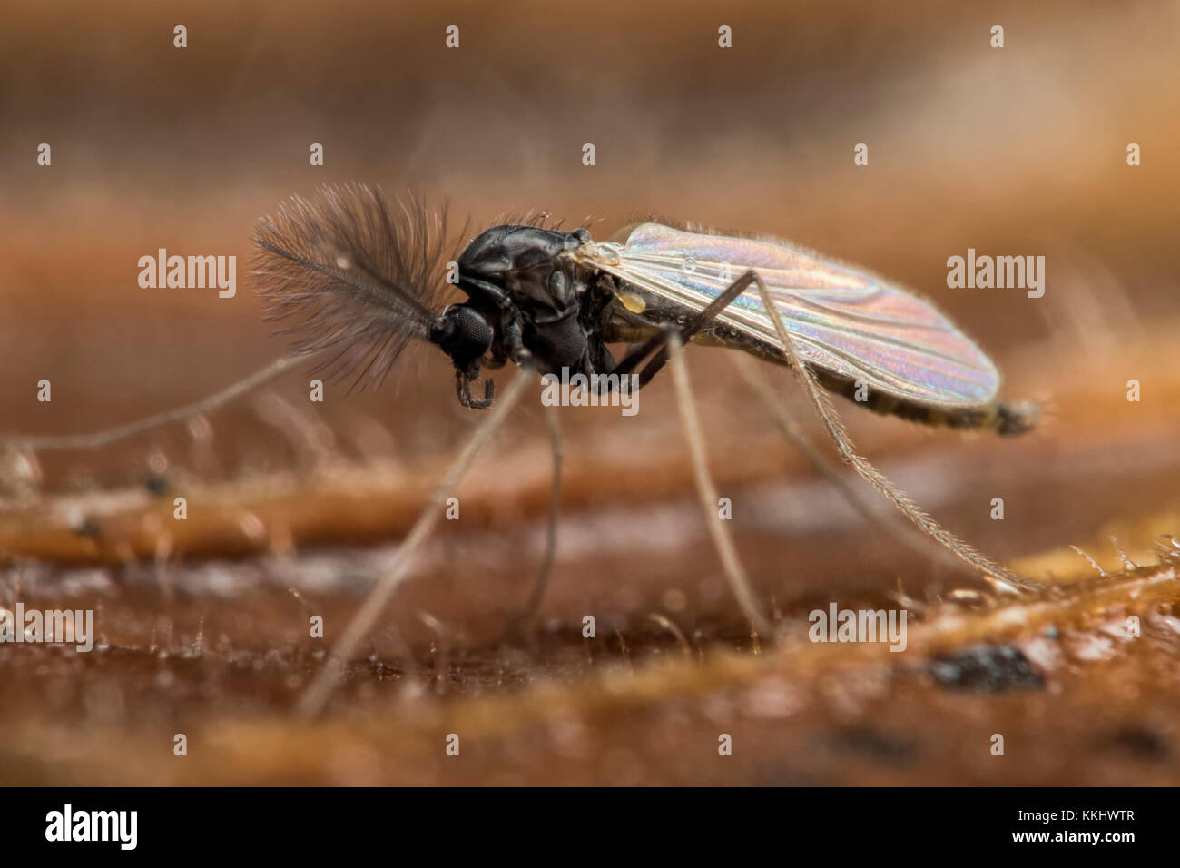 Chironomid hi-res stock photography and images - Alamy
