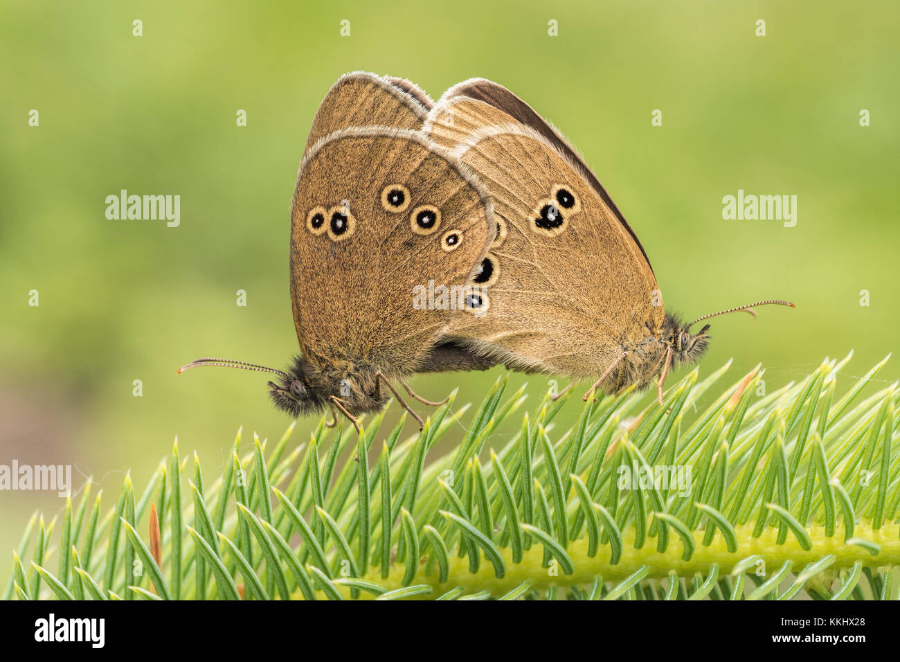 A pair of Ringlet butterflies (Aphantopus hyperantus) mating on a young ...
