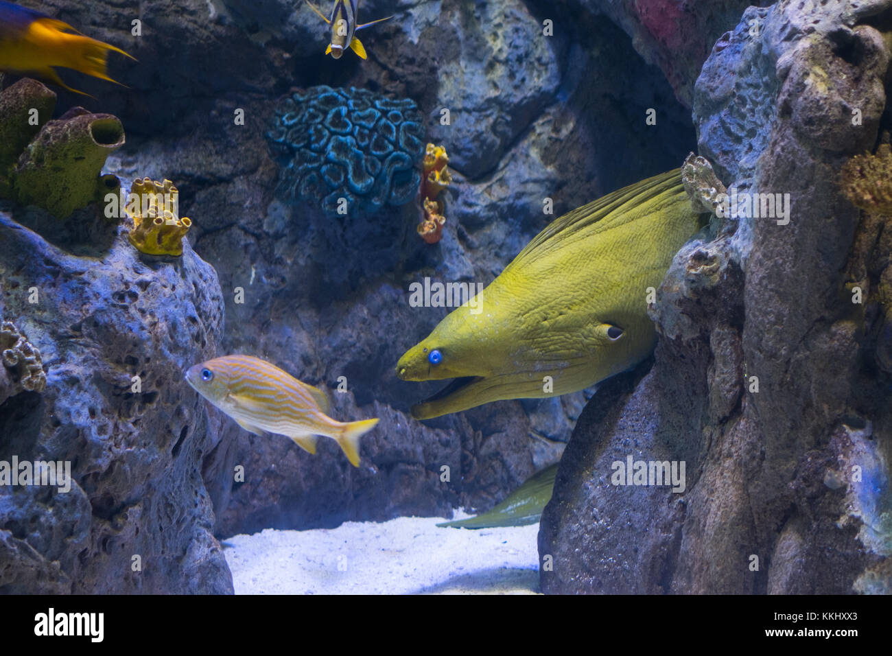 yellow head moraine fish underwater sea life Stock Photo - Alamy