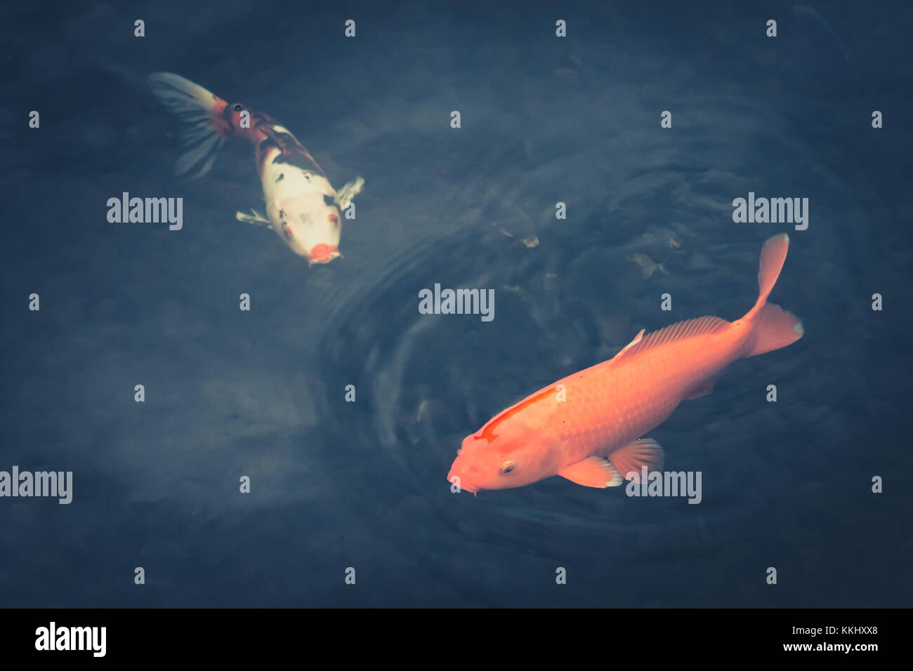 Two koi fish hi-res stock photography and images - Alamy