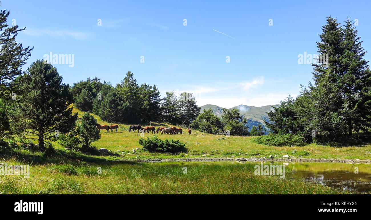 Wild horses in Aran valley in the Catalan Pyrenees, Spain Stock Photo ...