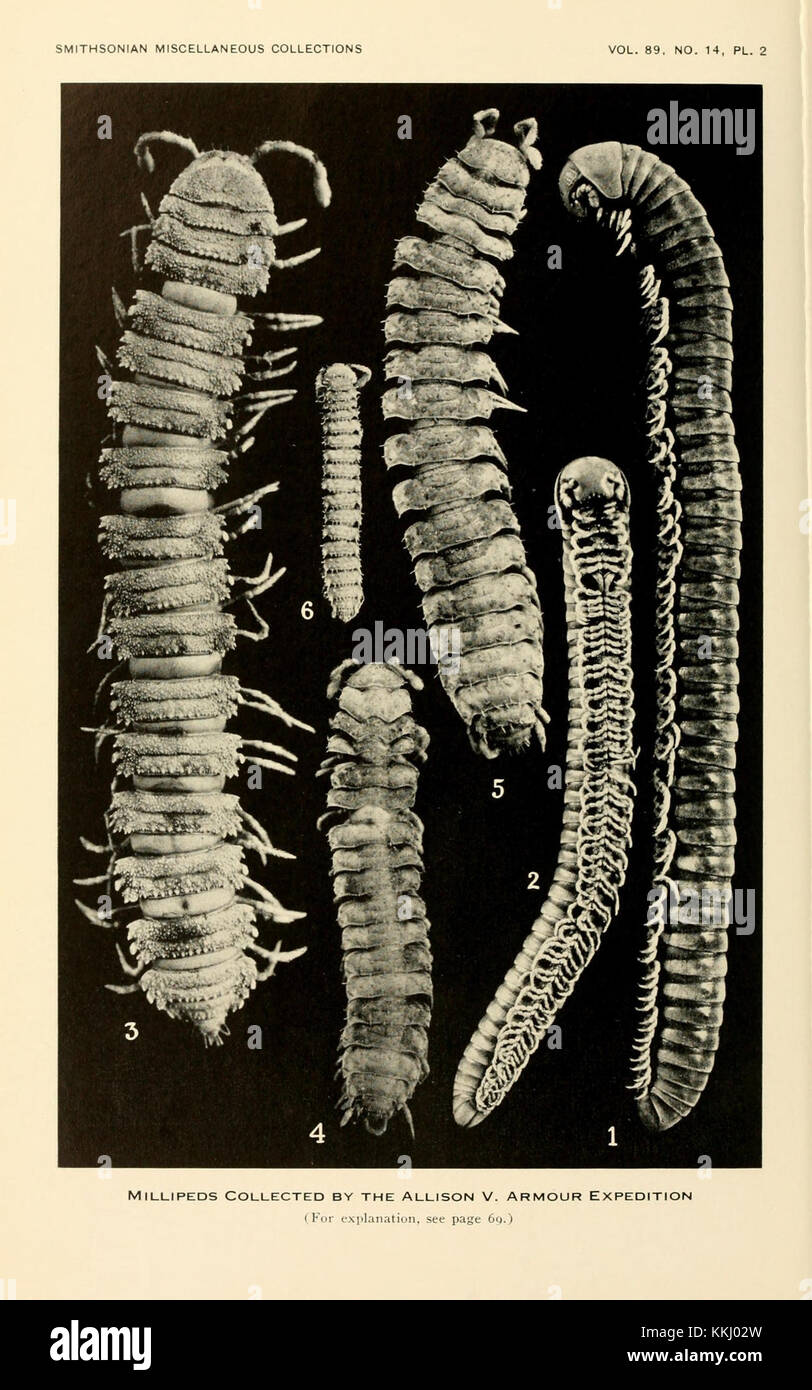 Millipedes in soil hi-res stock photography and images - Alamy
