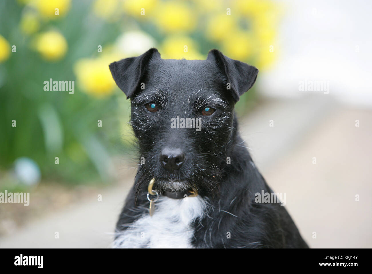 Fell Terrier High Resolution Stock Photography and Images - Alamy