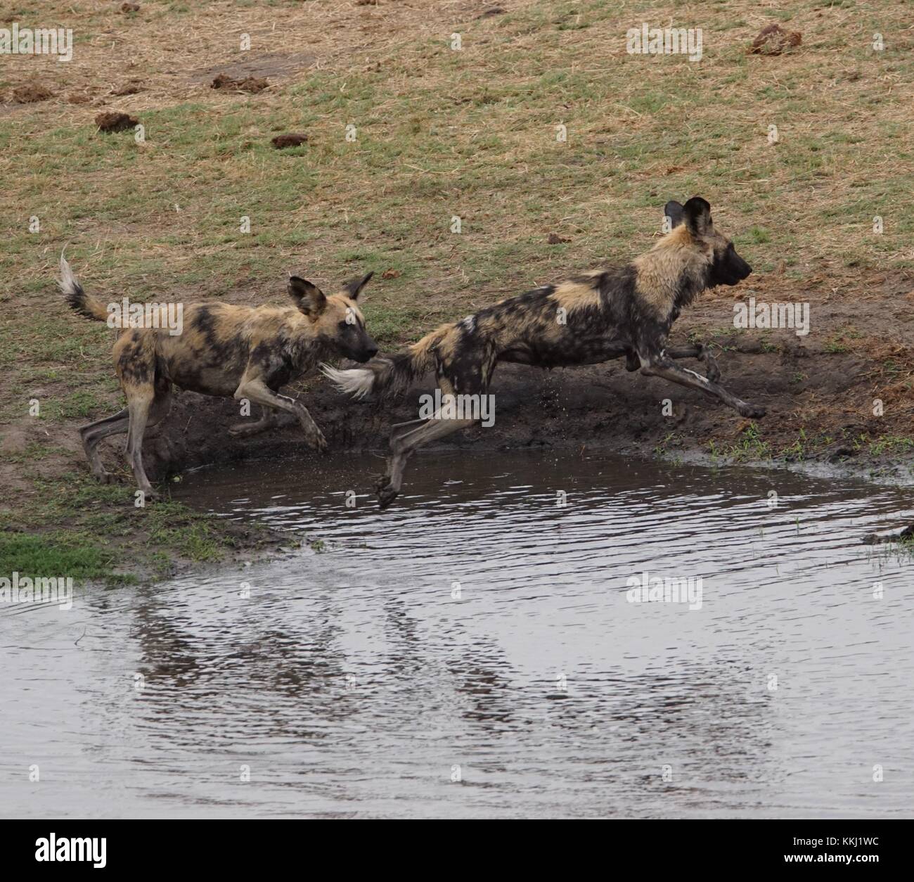African wild dogs chasing hi-res stock photography and images - Alamy