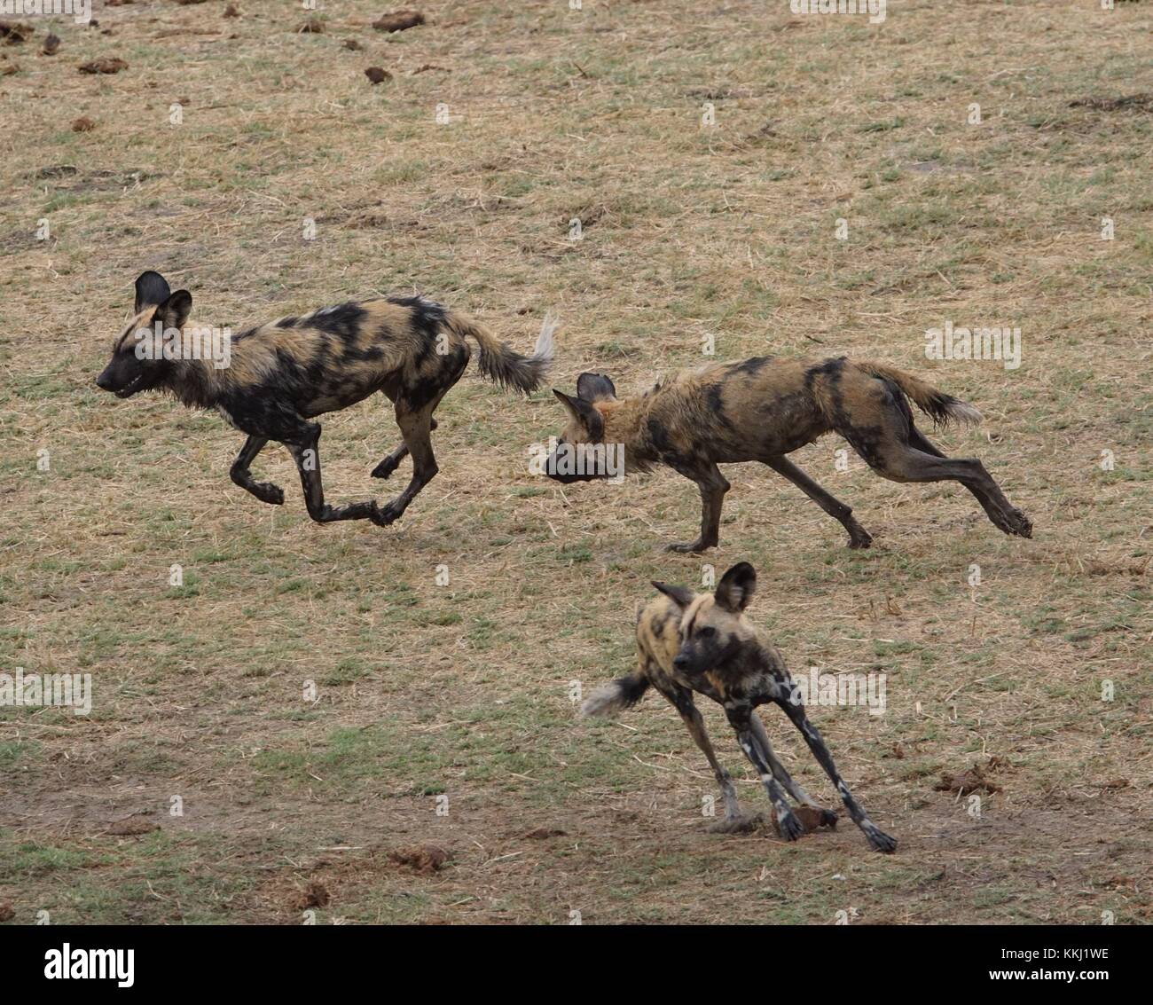 African wild dogs chasing hi-res stock photography and images - Alamy