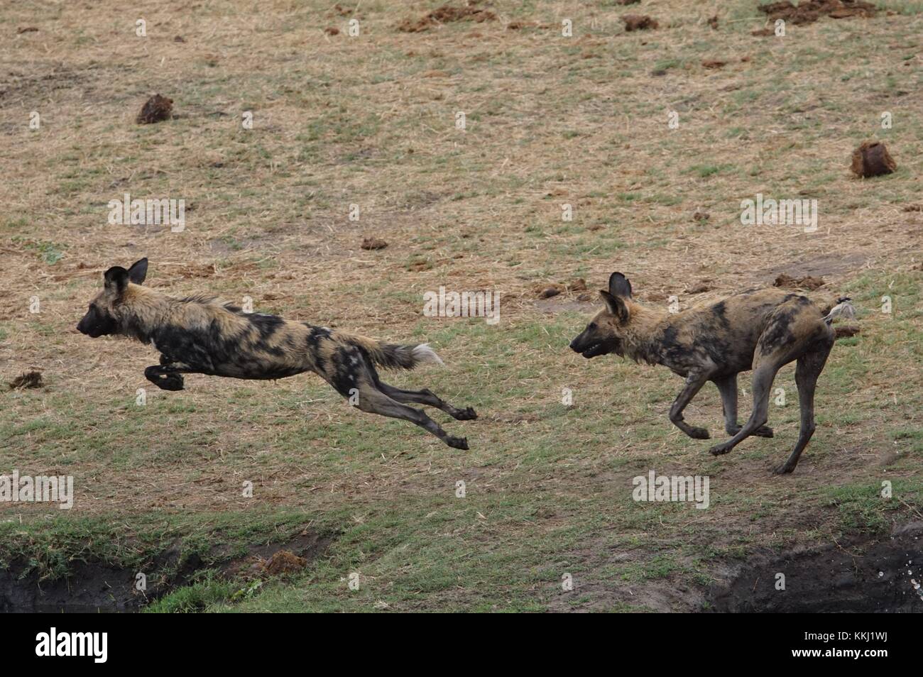 African wild dogs chasing hi-res stock photography and images - Alamy