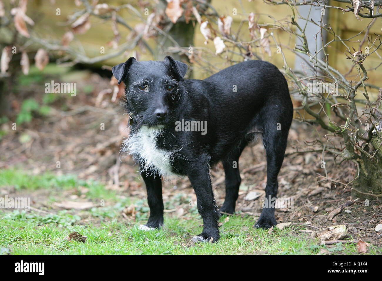 Fell Terrier High Resolution Stock Photography and Images - Alamy