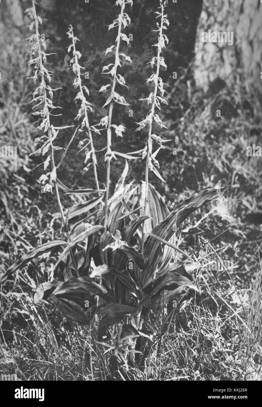 Epipactis latifolia, a species of orchid, grows in the Bilczy valley ...