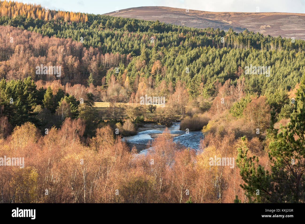 View over Autumn forest and River Dulnain in the Highlands of Scotland ...