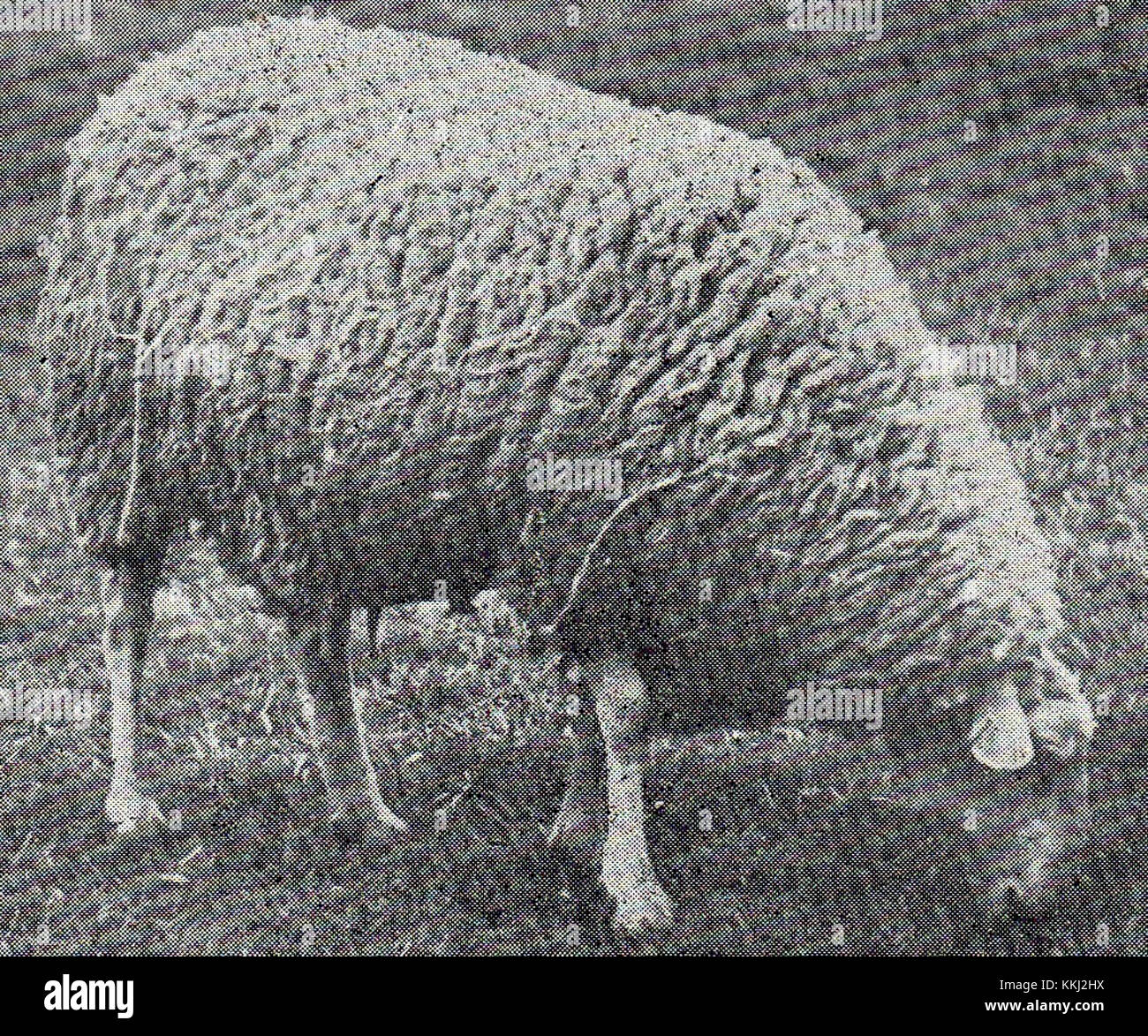 Owca hi-res stock photography and images - Alamy