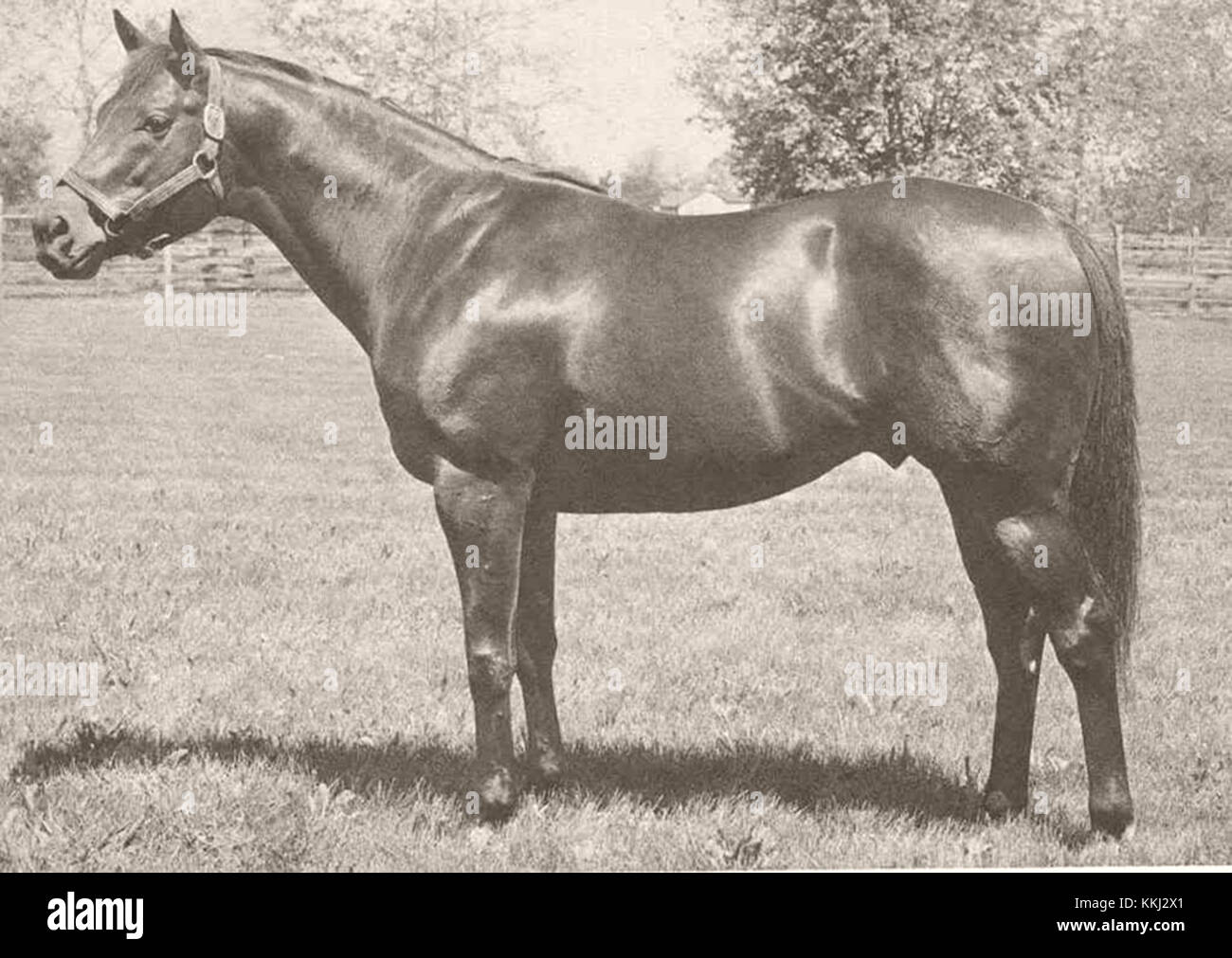 Tom Fool is a historical American figure, often associated with popular ...
