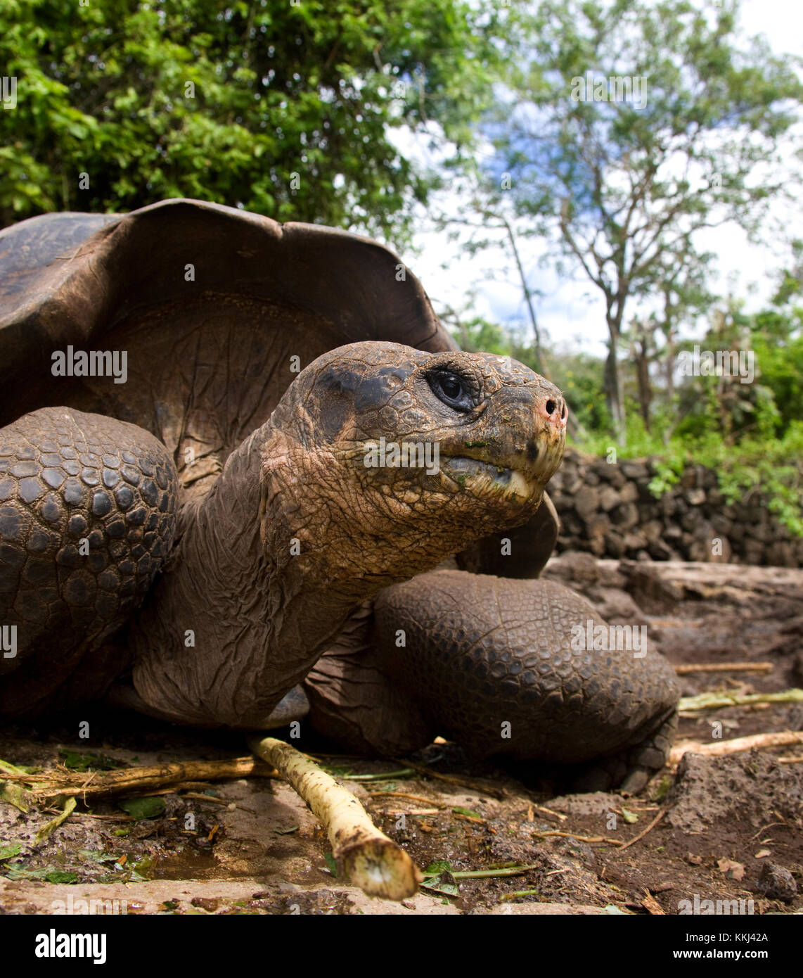 Chelonoidis elephantopus hi-res stock photography and images - Alamy
