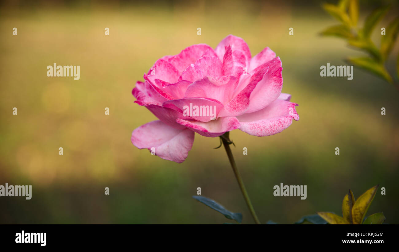 Best names hi-res stock photography and images - Alamy