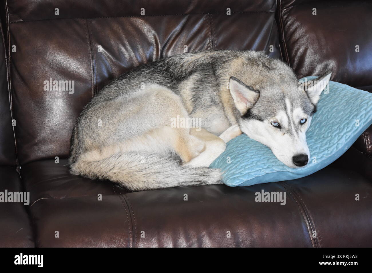 Husky laying on the couch Stock Photo - Alamy