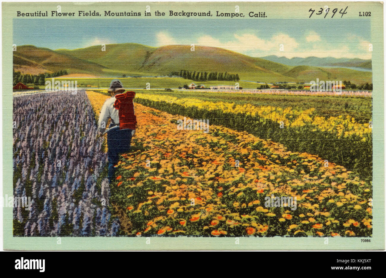 This aerial photograph showcases the vibrant flower fields of Lompoc ...