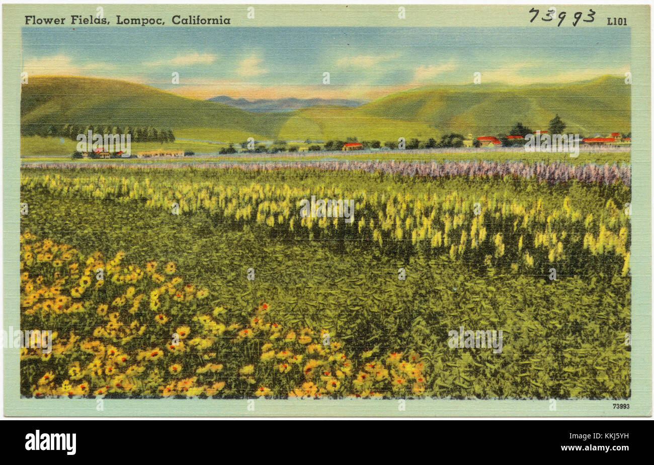 Flower fields in Lompoc, California, are known for their vibrant floral ...