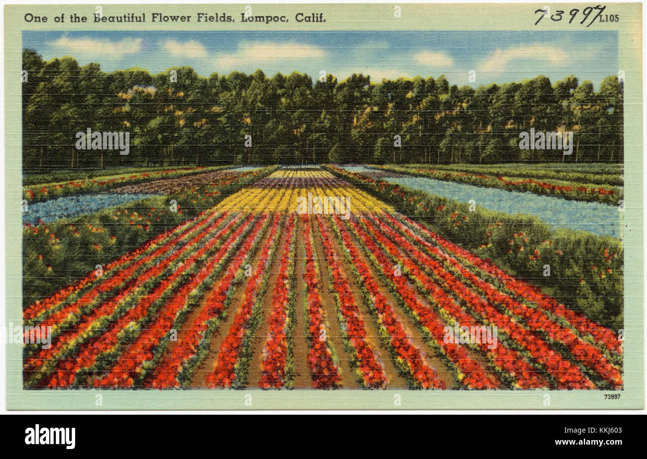 Lompoc flower fields hi-res stock photography and images - Alamy