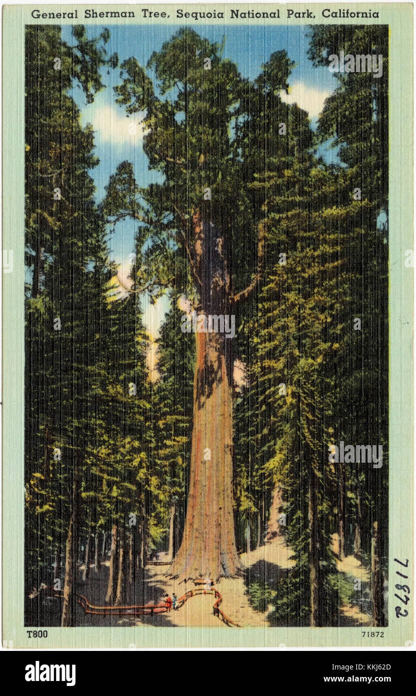 The General Sherman Tree is the largest known living single-stem tree ...