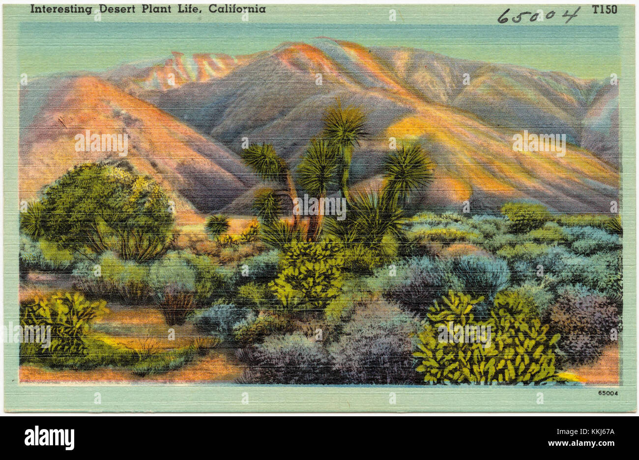 California’s desert regions are home to a diverse range of plant life ...