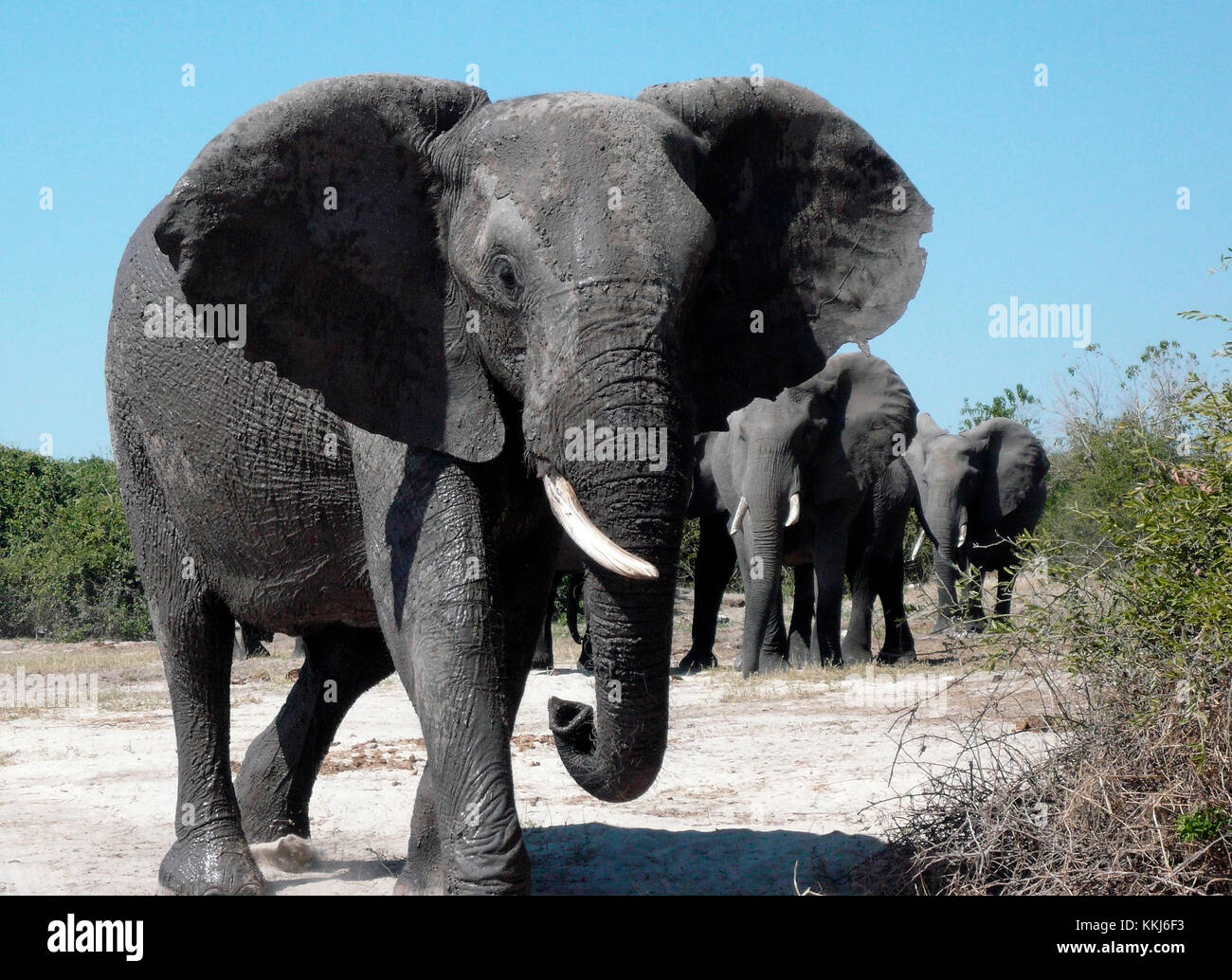 African elephants safari running hi-res stock photography and images ...