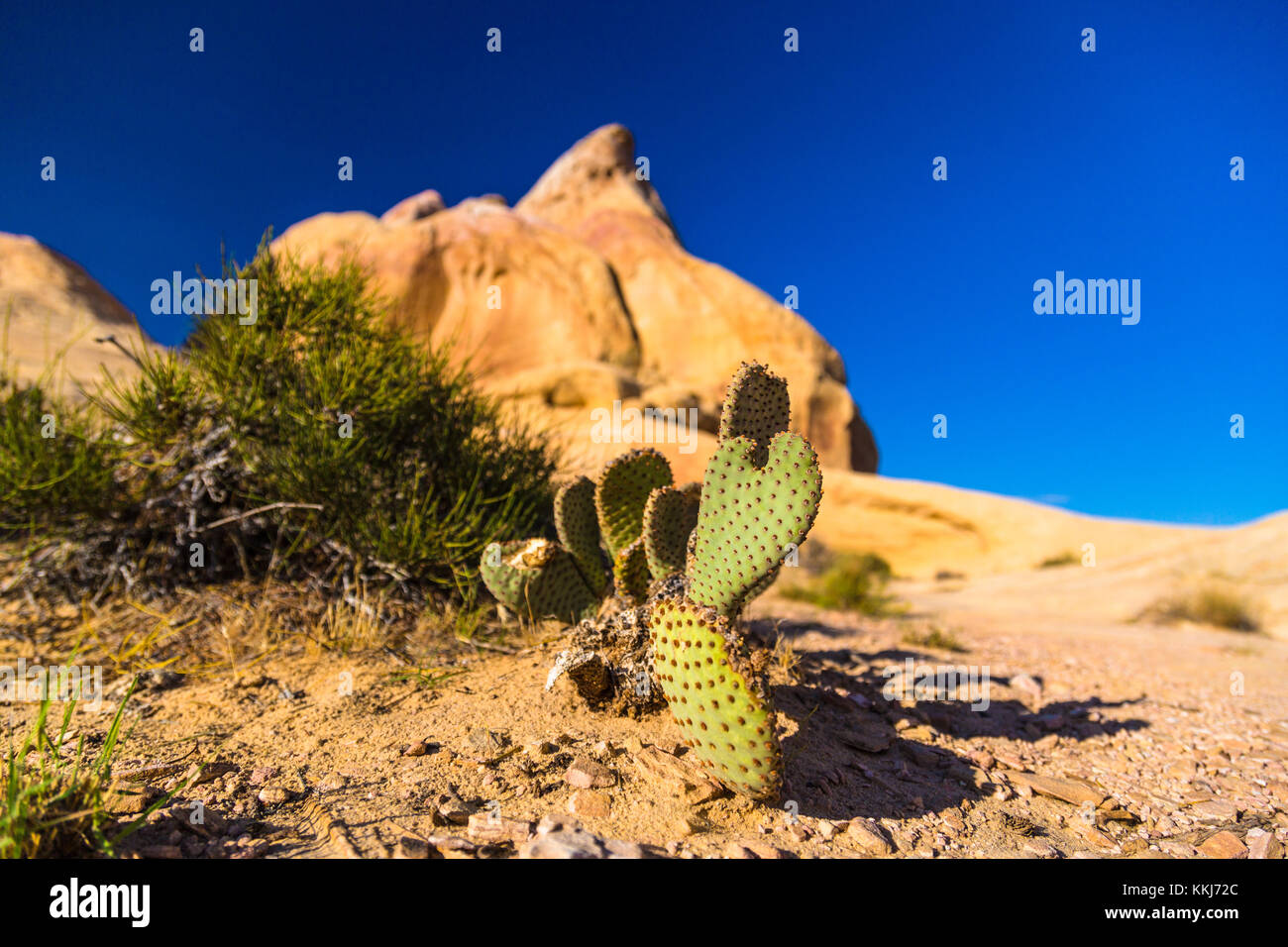White Domes against deep blue sky in Valley of Fire State Park, Nevada ...