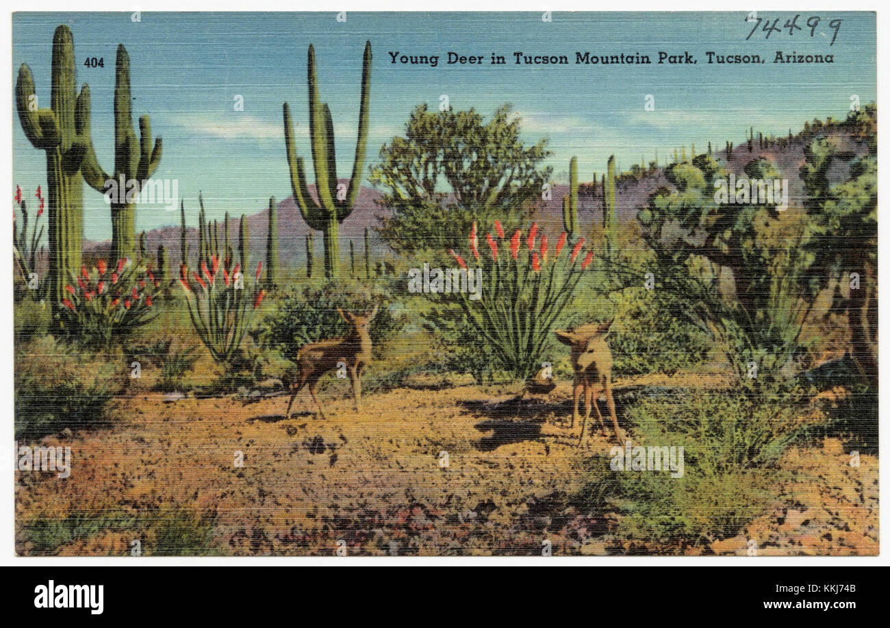 A young deer is spotted in Tucson Mountain Park, a desert landscape ...