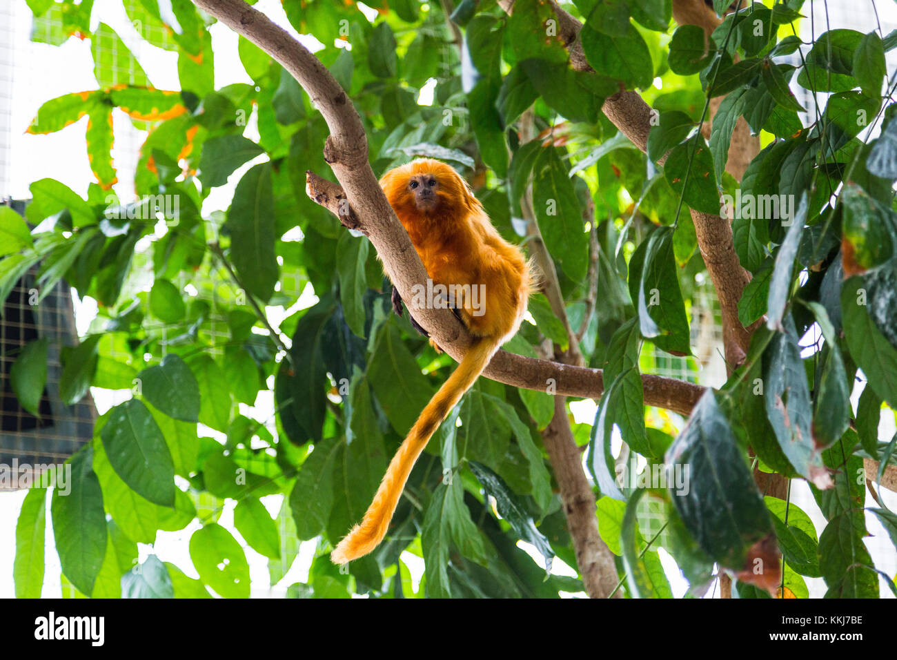 Monkey lion hi-res stock photography and images - Alamy