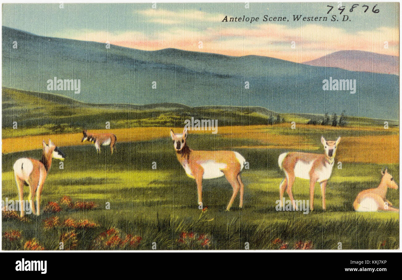 An antelope is depicted in a scene from Western South Dakota. The image ...