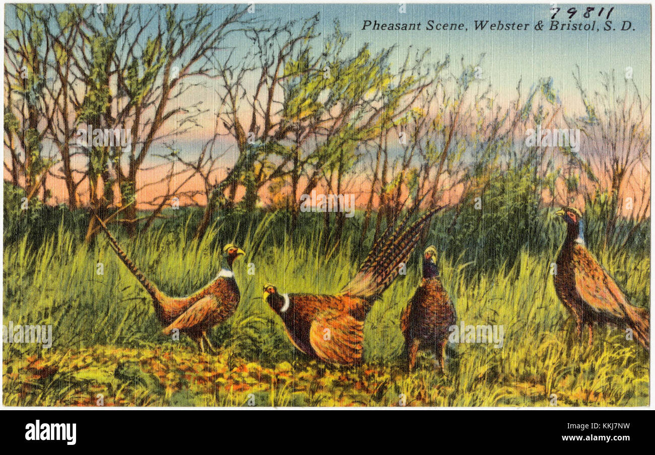 A scene depicting pheasants in the rural areas of Webster and Bristol ...