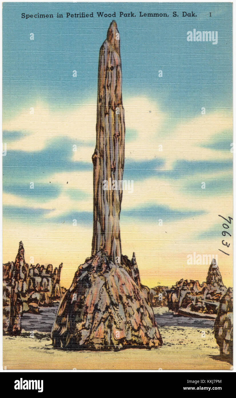 A specimen from Petrified Wood Park in Lemmon, South Dakota, showcases ...