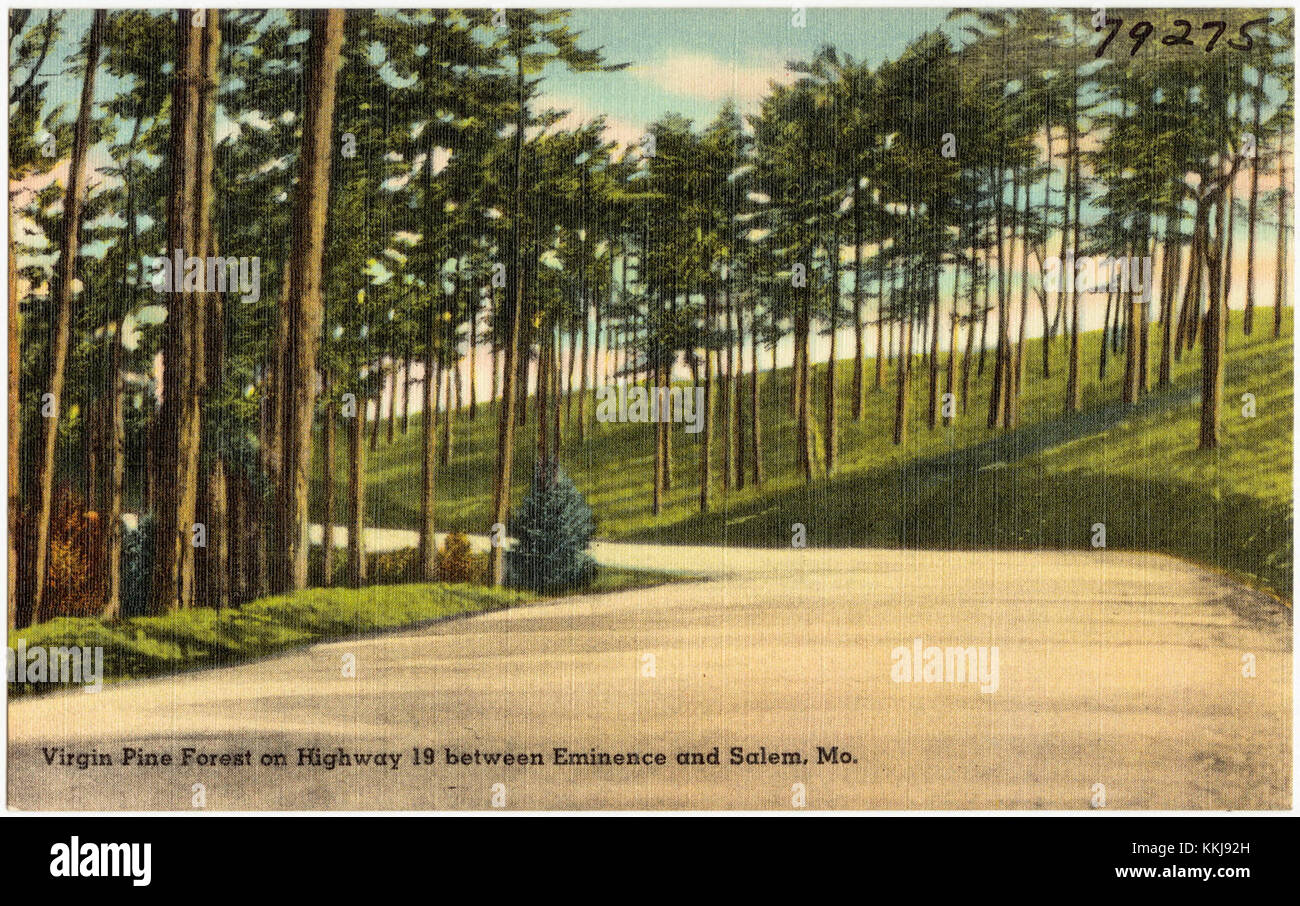 The Virgin Pine Forest along Highway 19 between Eminence and Salem ...