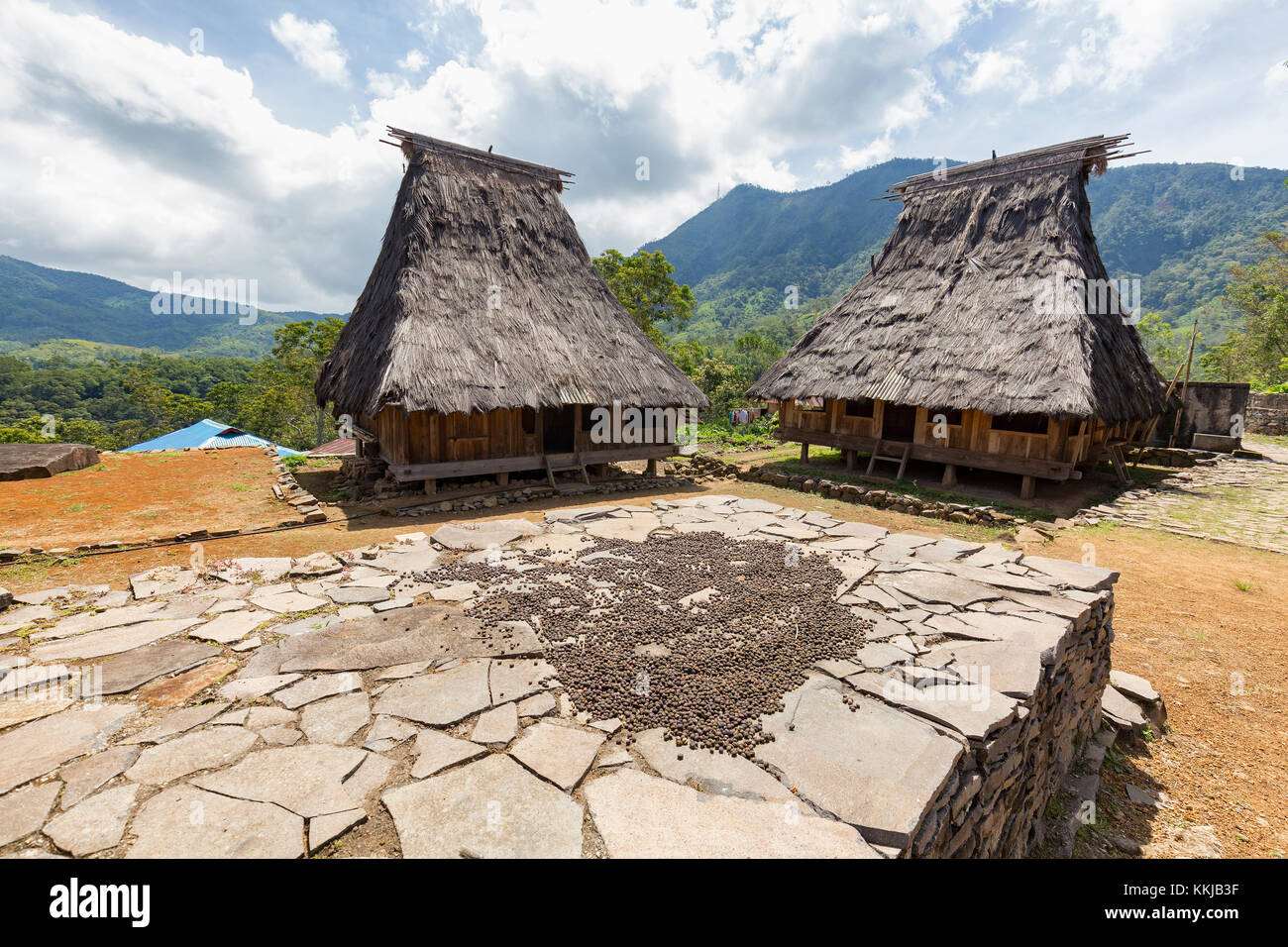 Flores organic coffee drying on stone slabs in the Wologai traditional ...